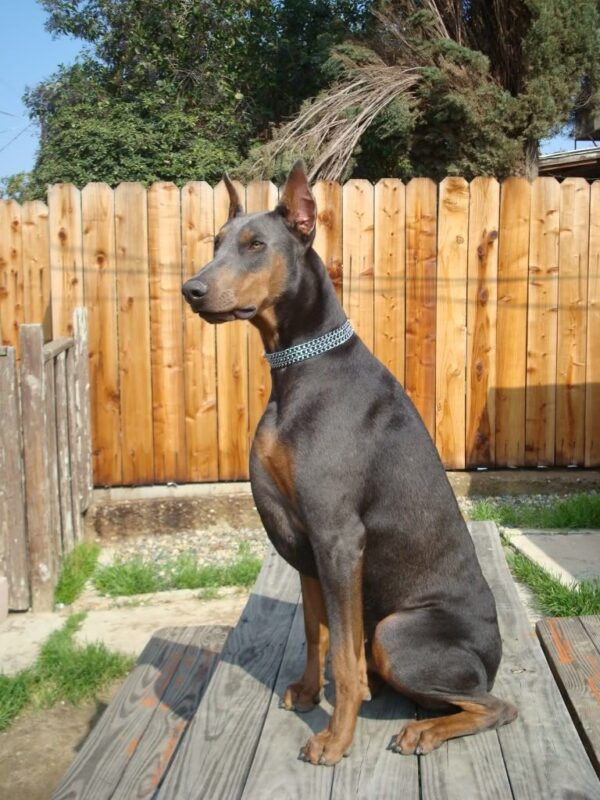 Doberman Sahiplendirme - Dobermanlar.net – The Home of the Doberman