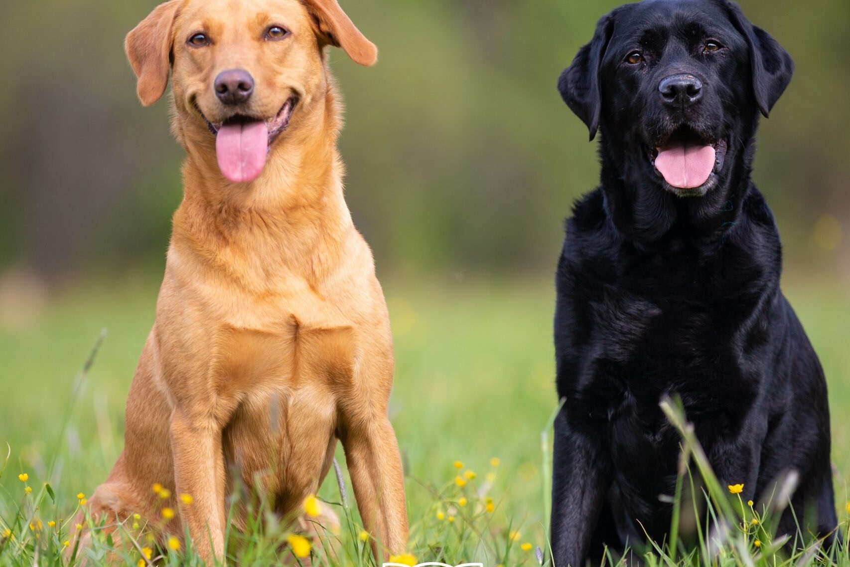 Labrador retriever kökeni ,tarihi ve özellikleri 2023- Dobermanlar.net ...