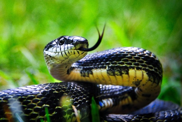 Eşlerini Yiyen 5 Hayvan Türü ? 2023 - Dobermanlar.net – All About Dobermans