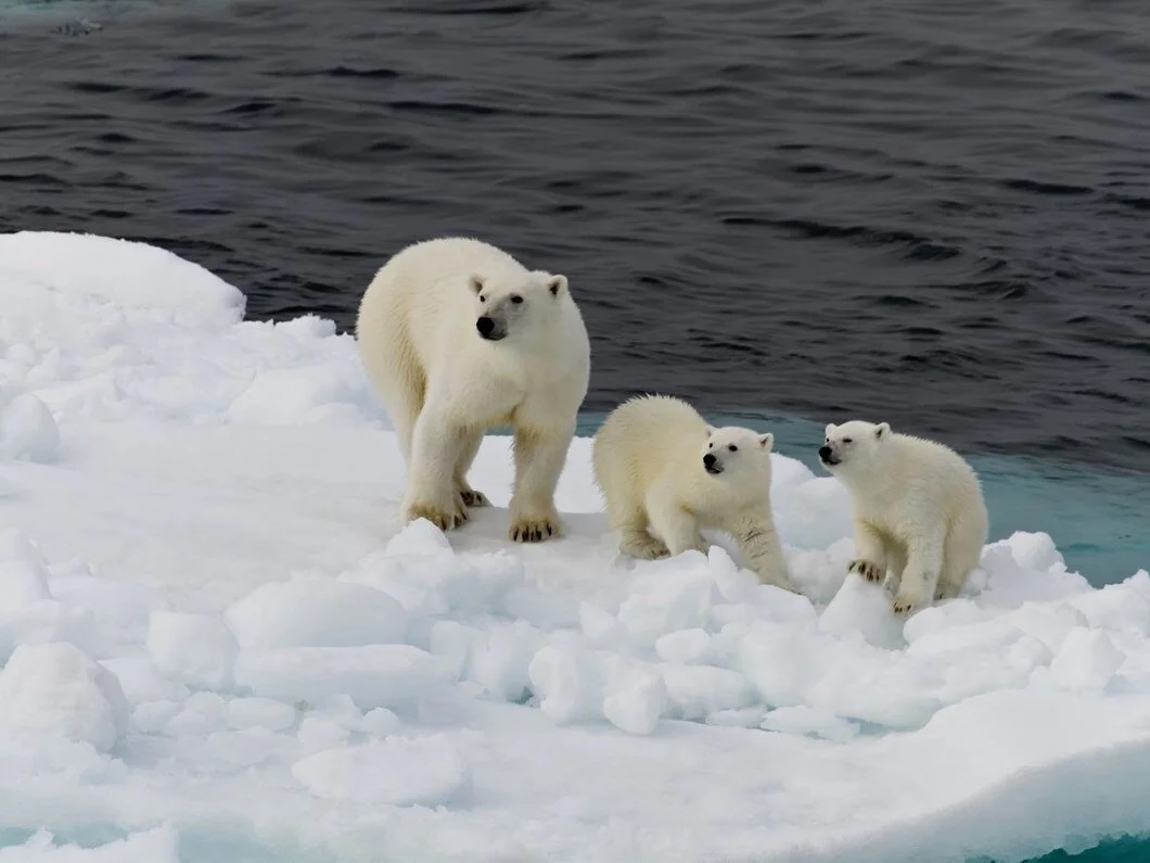 Kutup Ayıları Hakkında Bilmeniz Gerekenler? - Dobermanlar.net – The ...